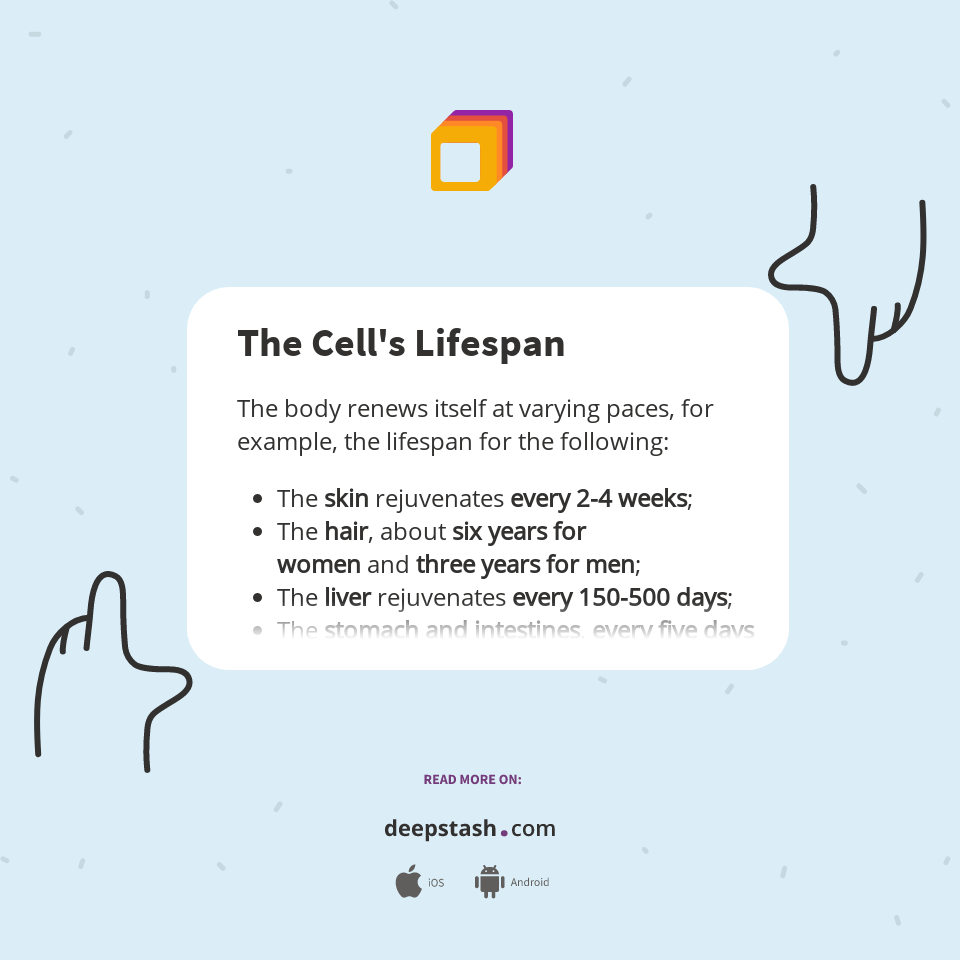 The Cell's Lifespan - Deepstash