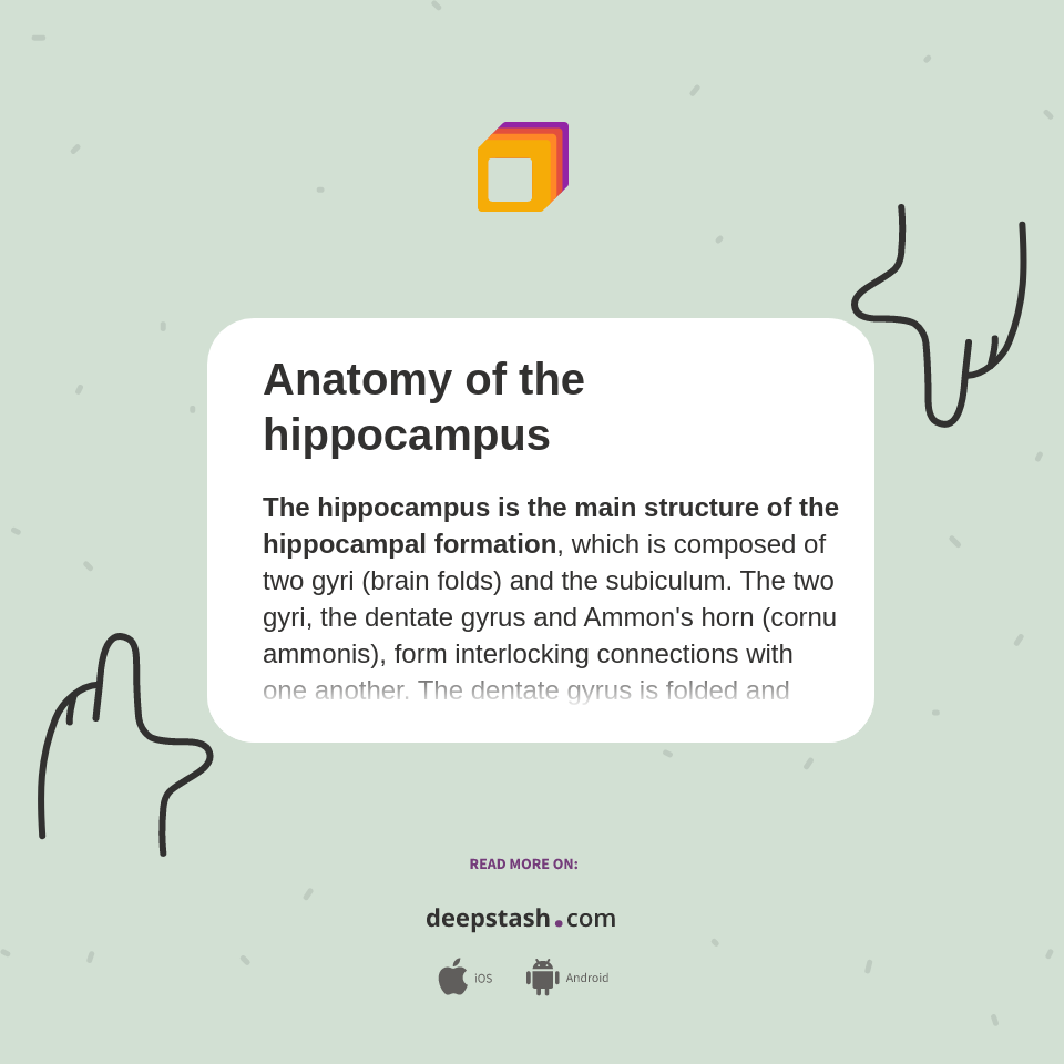 Anatomy of the hippocampus - Deepstash