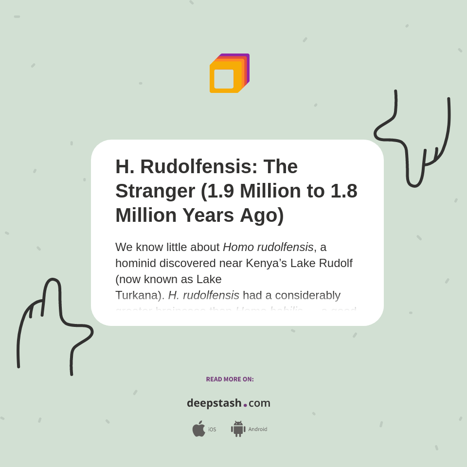 H. Rudolfensis: The Stranger (1.9 Million to 1.8 Million Years Ago ...