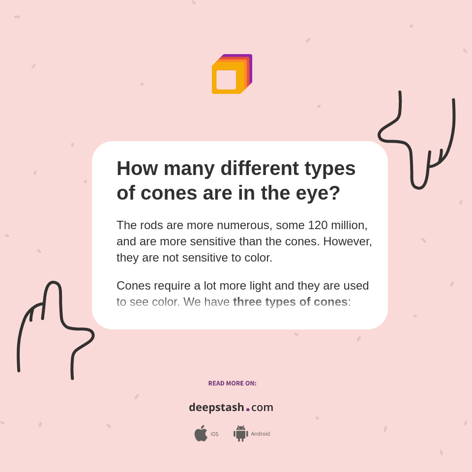 How many different types of cones are in the eye? - Deepstash
