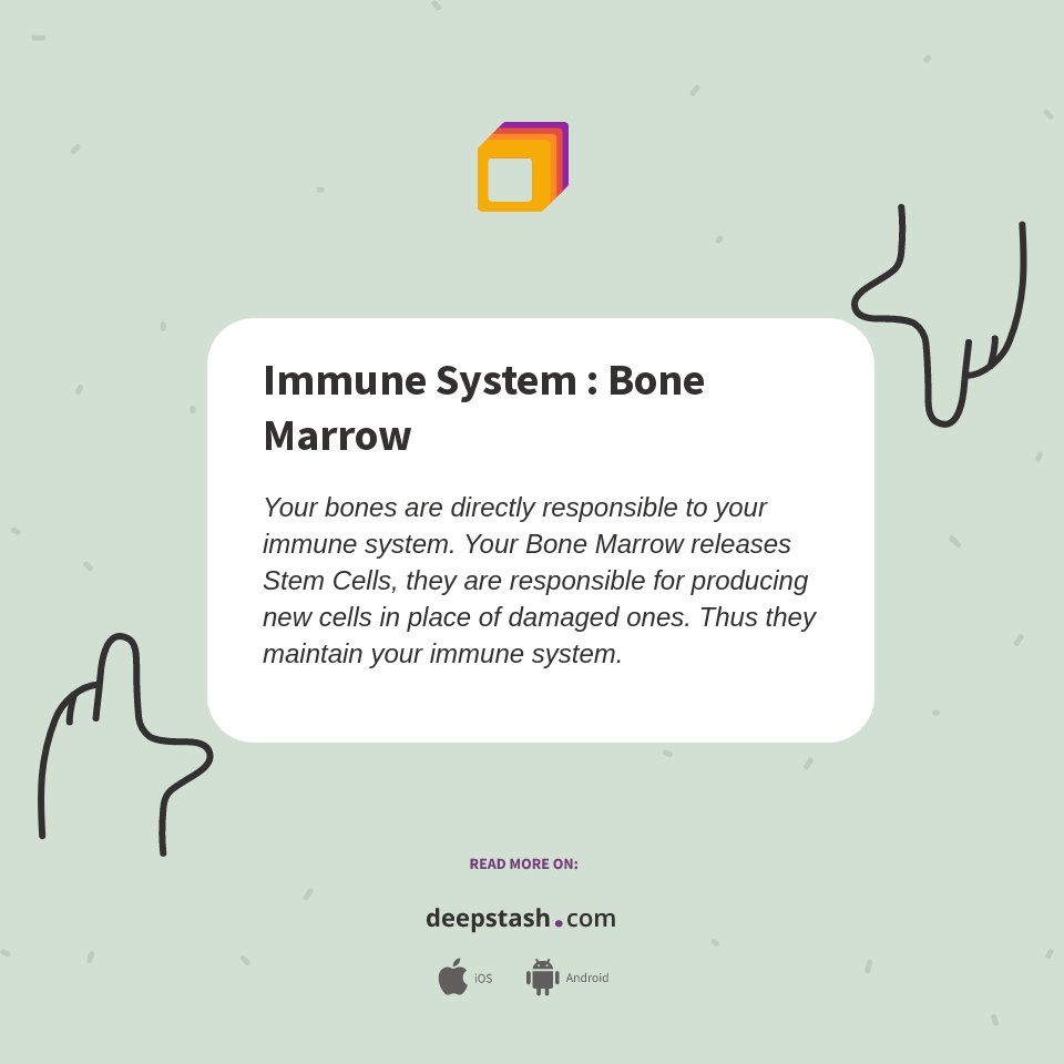 Immune System : Bone Marrow - Deepstash