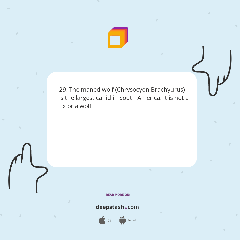 29. The maned wolf (Chrysocyon Brachyurus) is the largest... - Deepstash