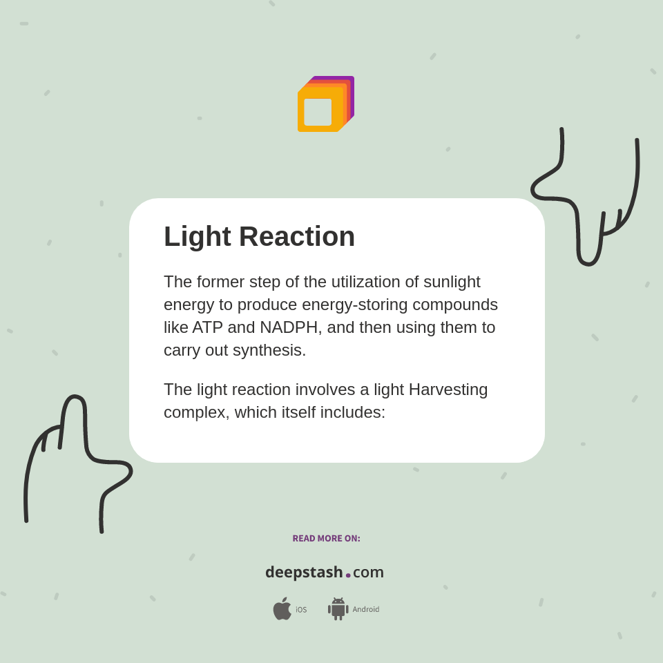 Light Reaction - Deepstash