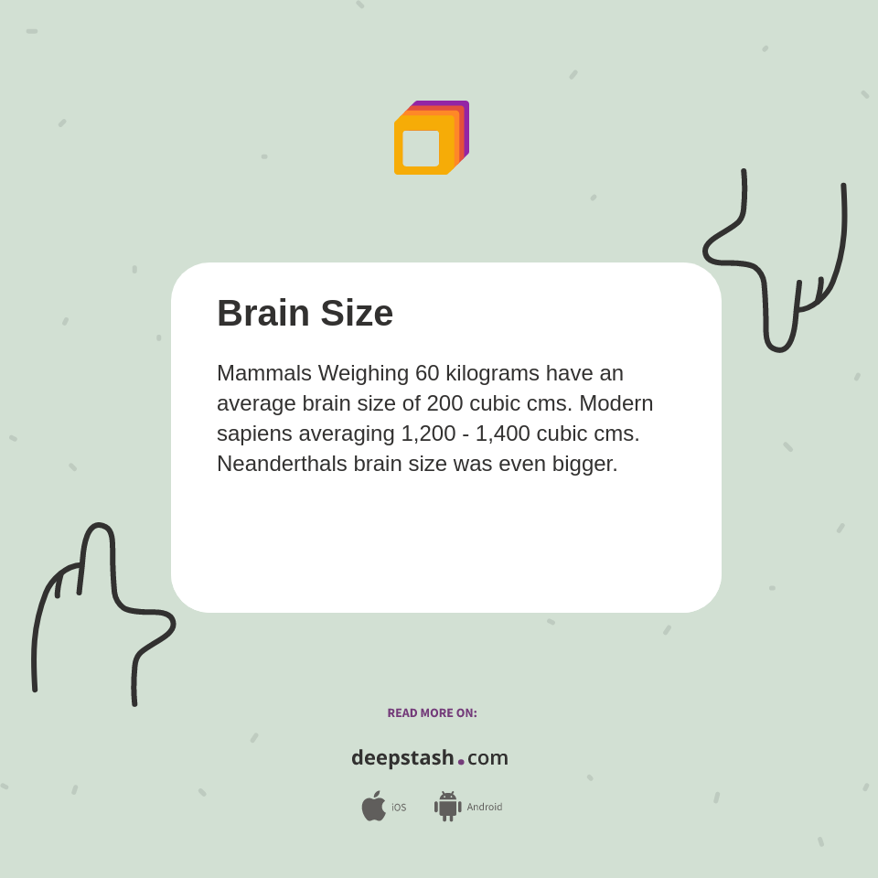 Brain Size - Deepstash