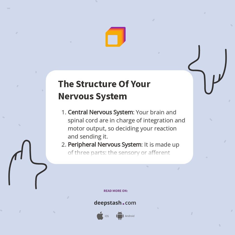 The Structure Of Your Nervous System - Deepstash