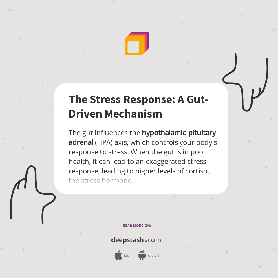 The Stress Response: A Gut-Driven Mechanism - Deepstash