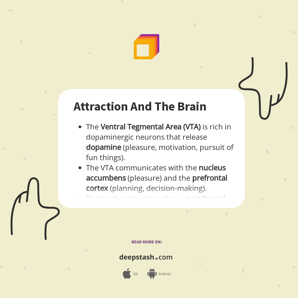 Attraction And The Brain - Deepstash
