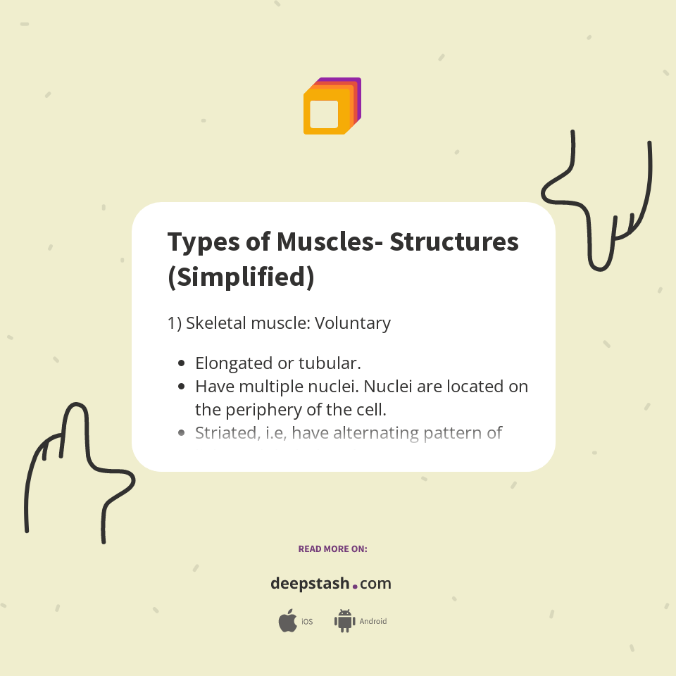 Types of Muscles- Structures (Simplified) - Deepstash